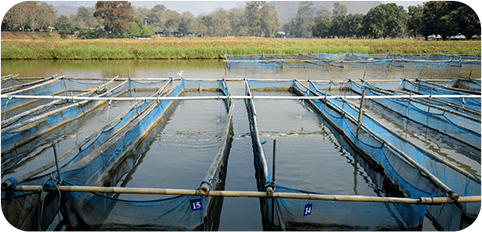 Aquaculture and Its Global Relevance | Esco Scientific